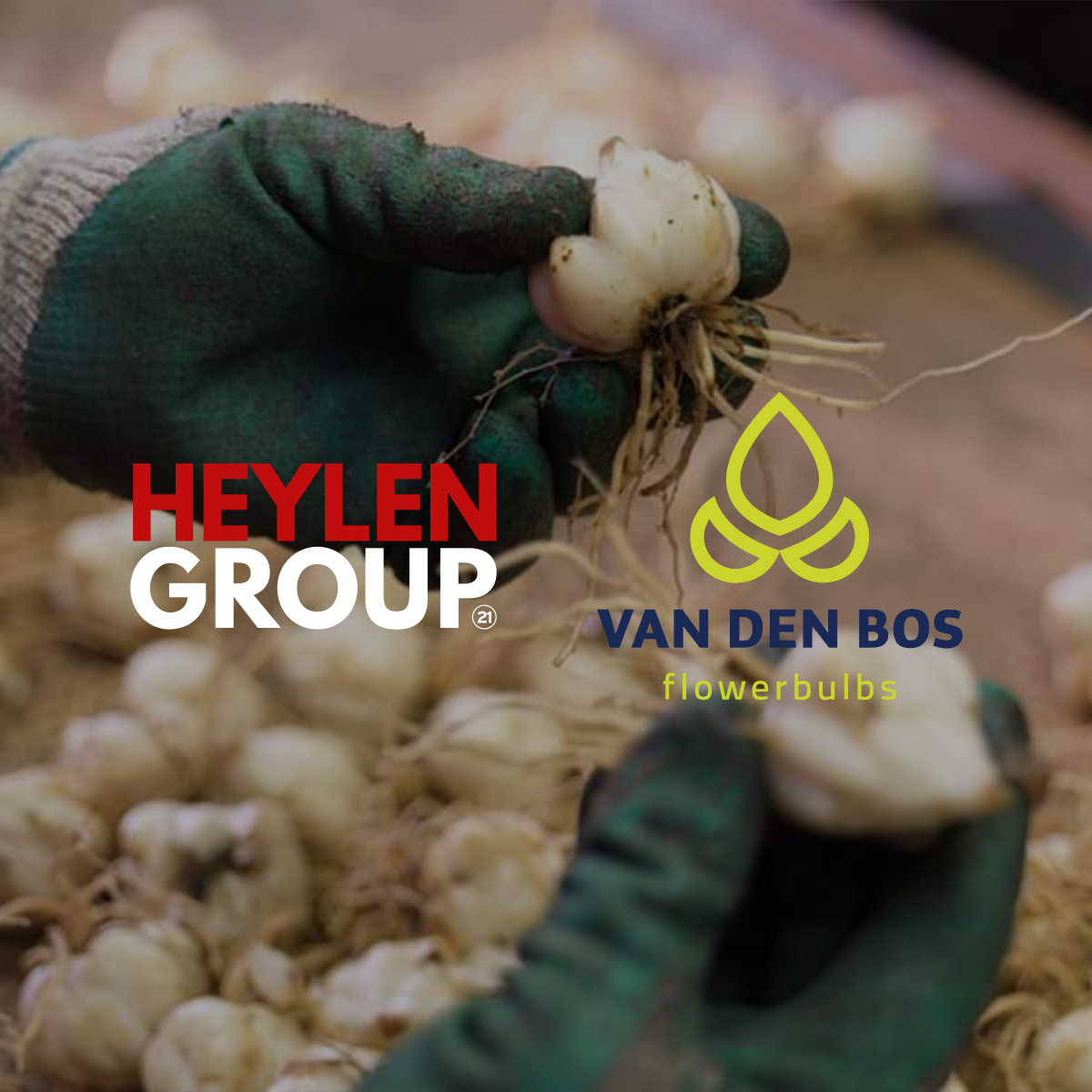 Overname Van den Bos Flowerbulbs | Heylen Group